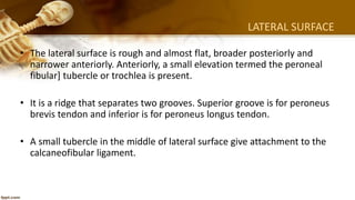 Lecture 8 calcaneum | PPTX