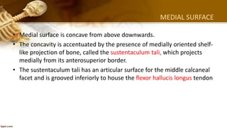 Lecture 8 calcaneum | PPTX