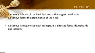 Lecture 8 calcaneum | PPTX