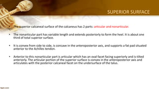 Lecture 8 calcaneum | PPTX
