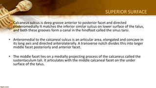 Lecture 8 calcaneum | PPTX