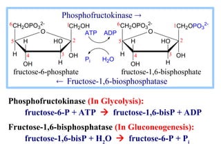 Lecture (8) Carbohydrates biochemistry .ppt