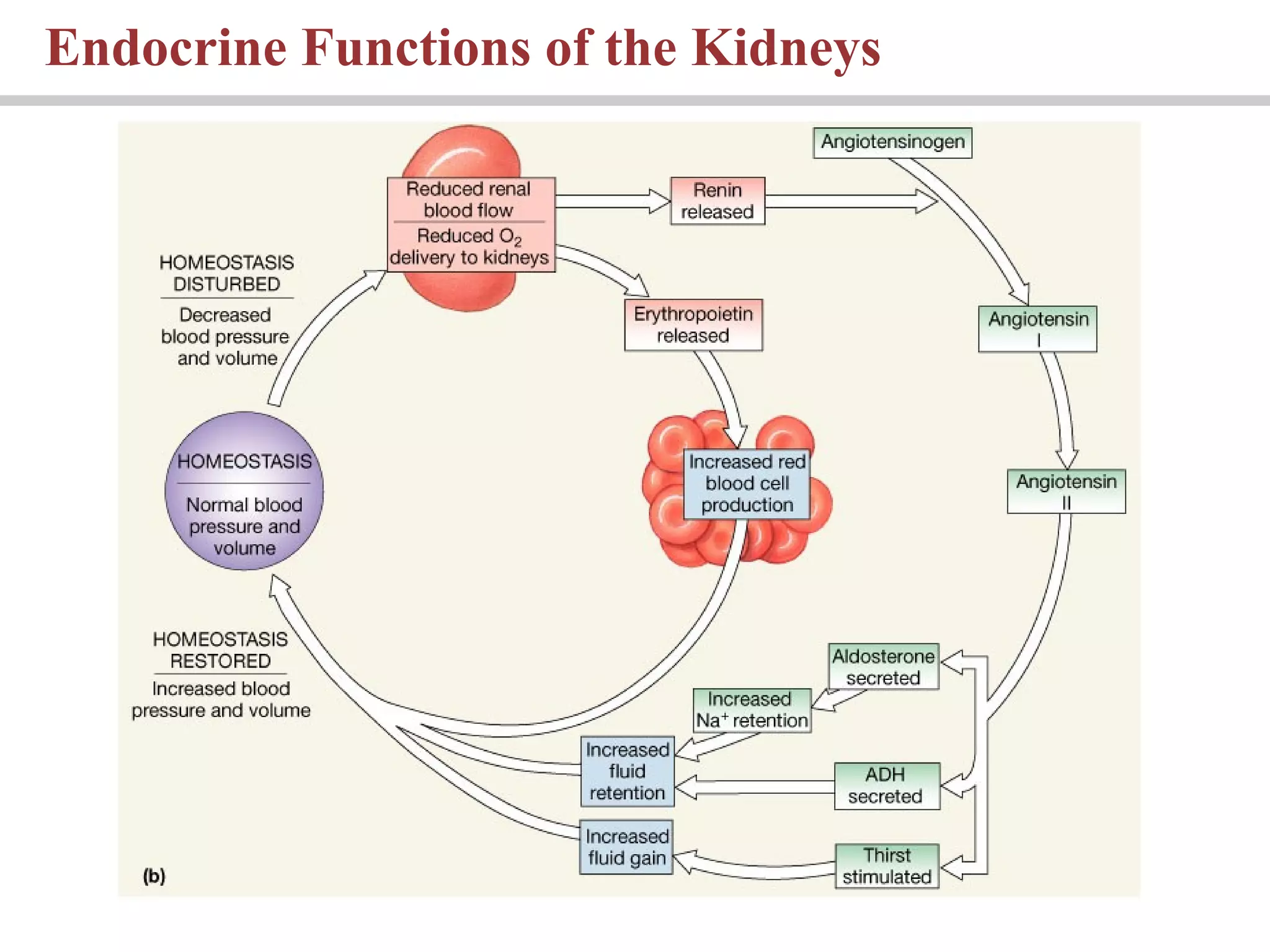 Lecture 8 endocrine_system | PPT