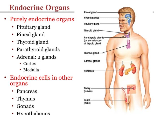 Lecture 8 endocrine_system | PPT