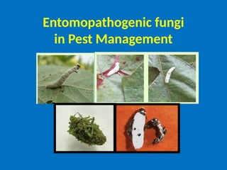 Entomopathogenic Fungi in Sustainable Pest Management: Biology ...