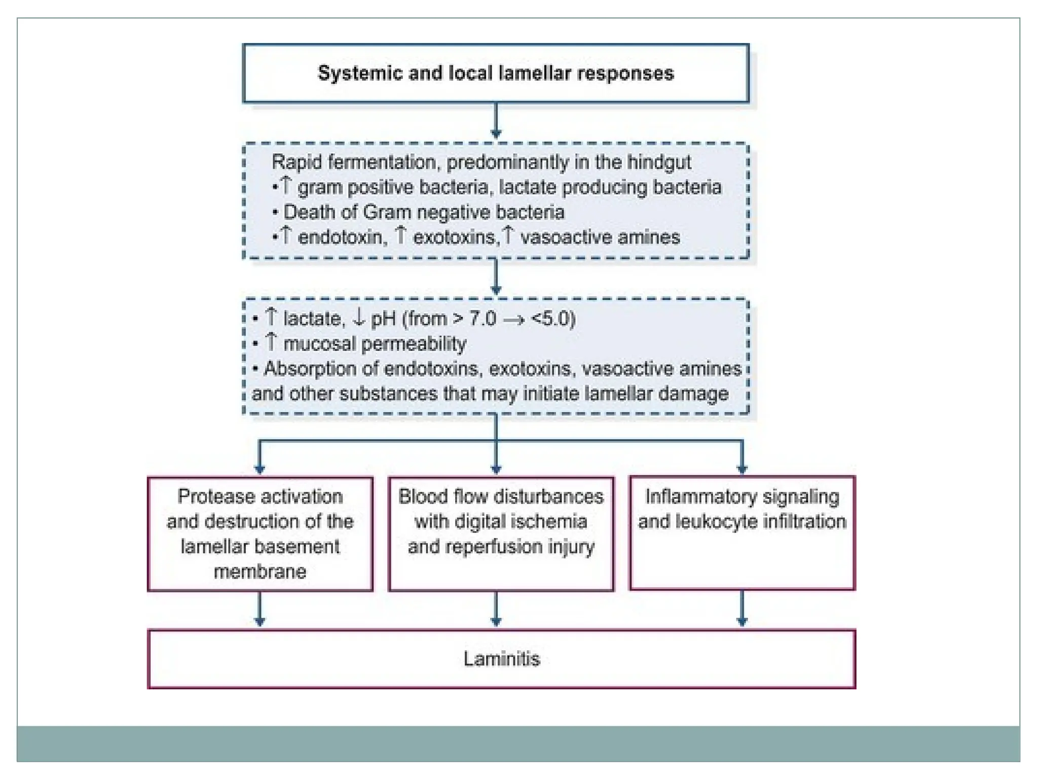 lecture 8 Laminitis, monday morning sickness.pptx