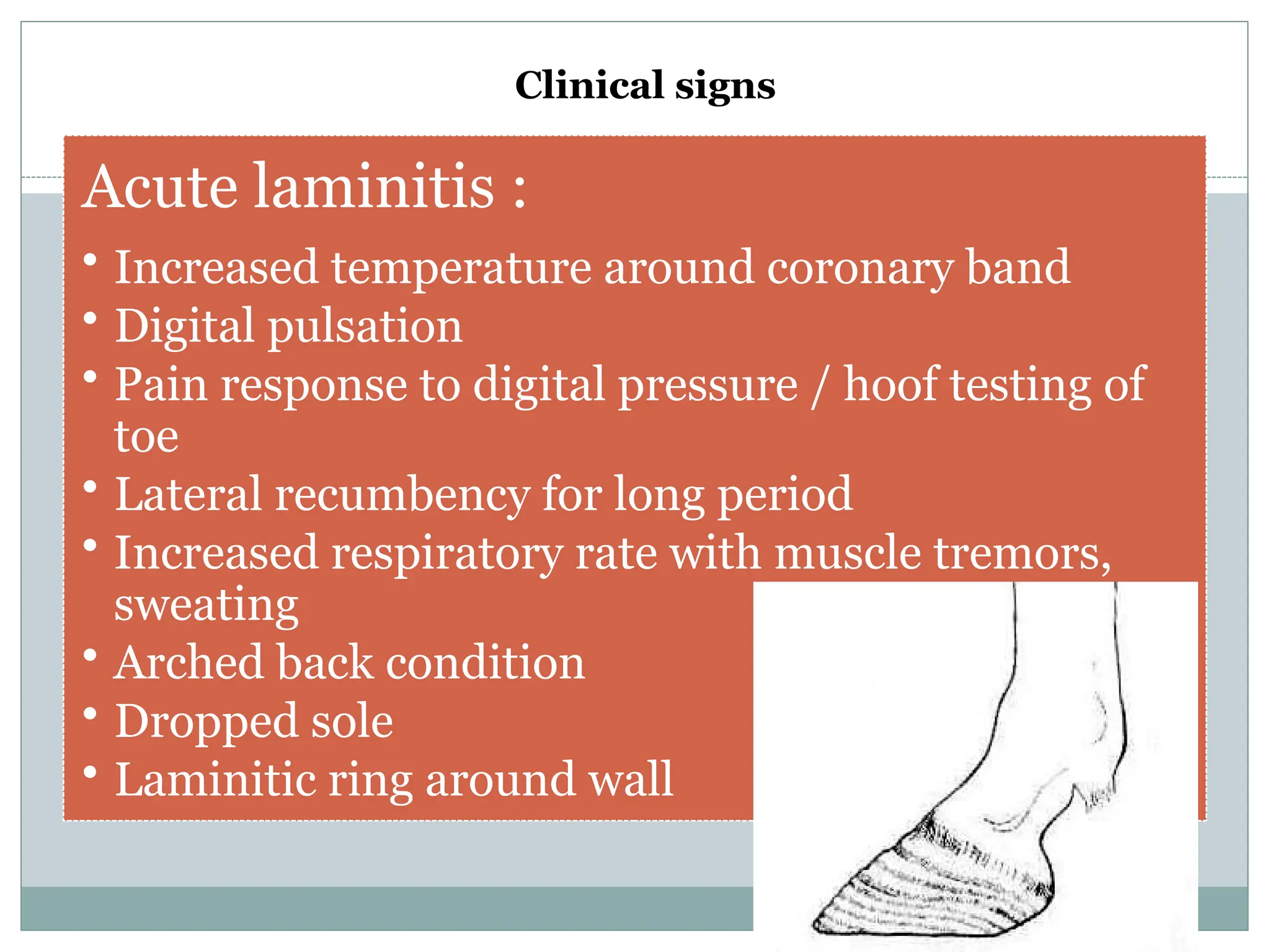lecture 8 Laminitis, monday morning sickness.pptx