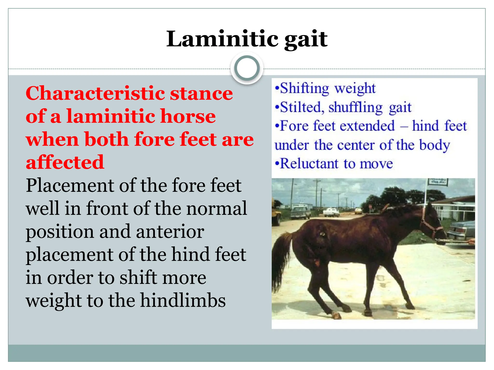 lecture 8 Laminitis, monday morning sickness.pptx