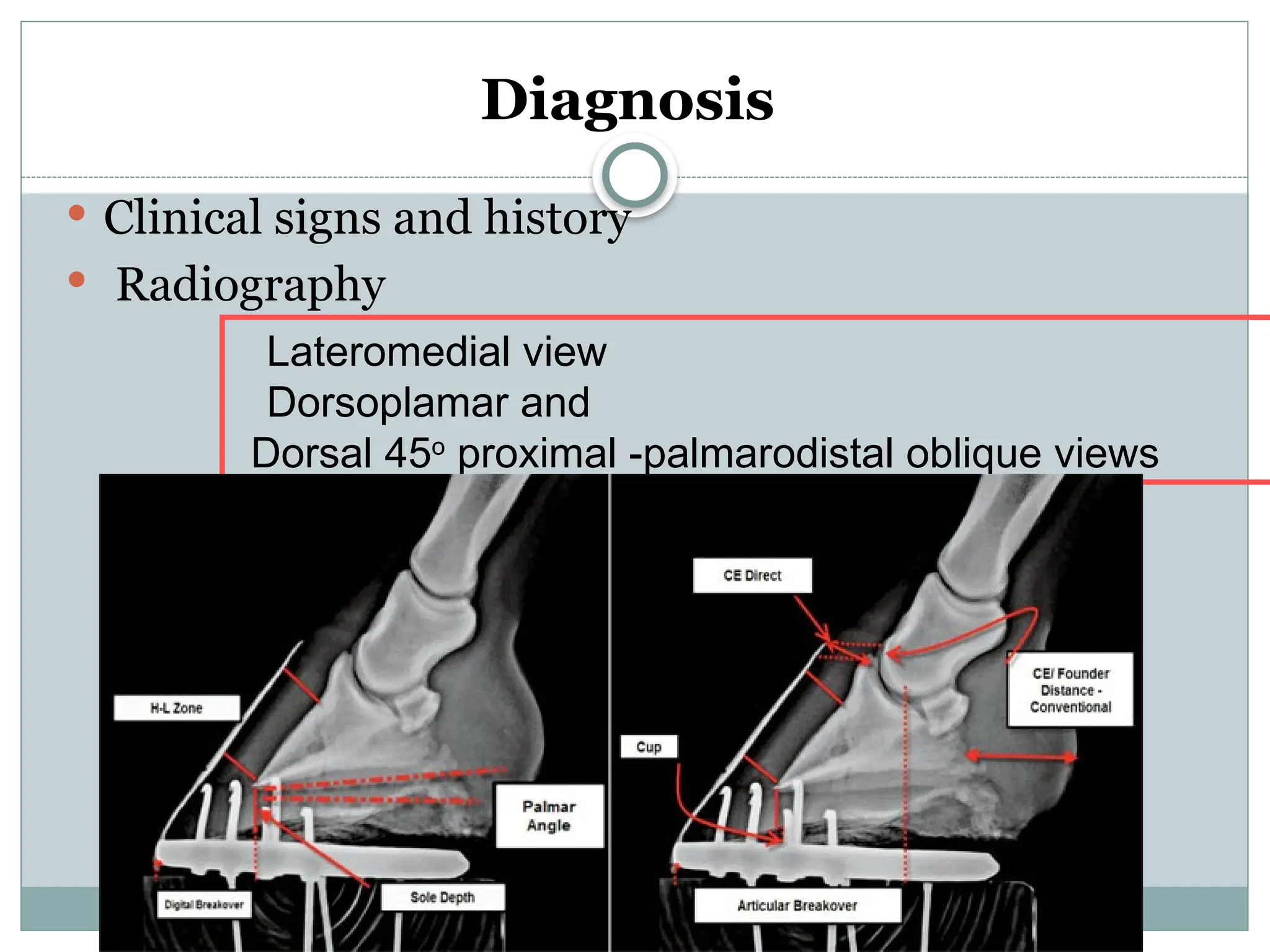 lecture 8 Laminitis, monday morning sickness.pptx