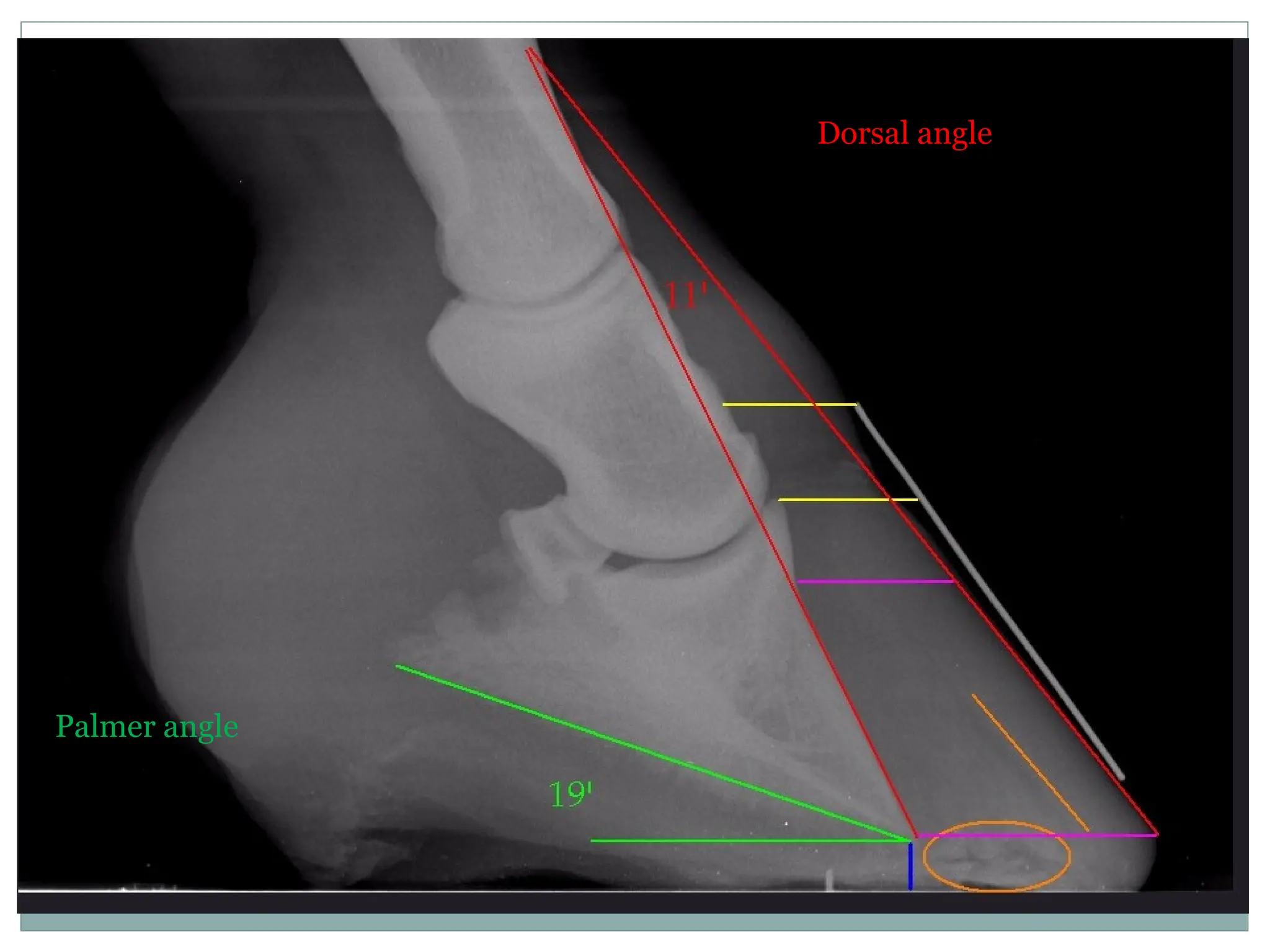 lecture 8 Laminitis, monday morning sickness.pptx