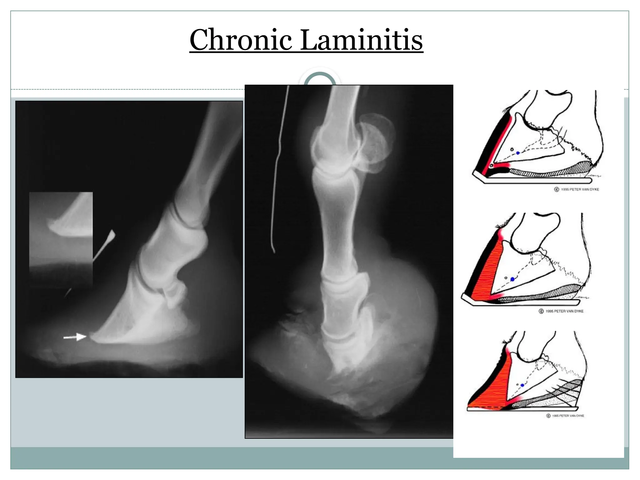 lecture 8 Laminitis, monday morning sickness.pptx