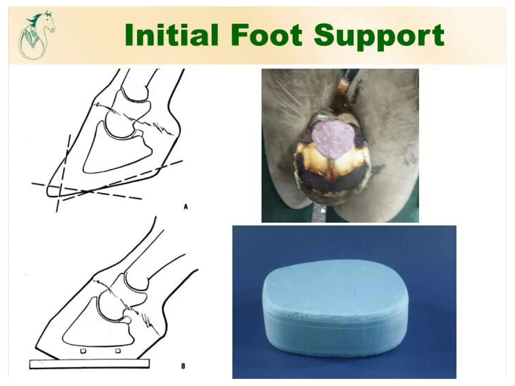 lecture 8 Laminitis, monday morning sickness.pptx