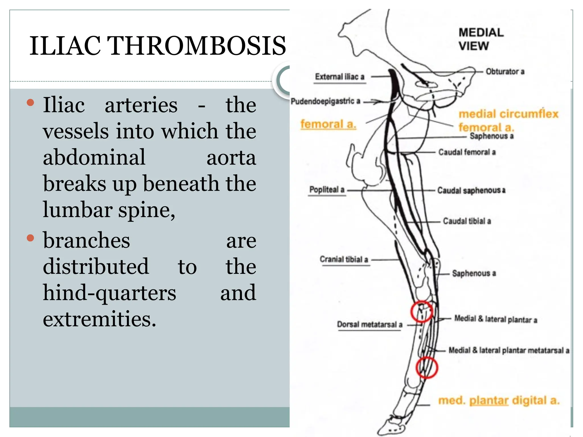 lecture 8 Laminitis, monday morning sickness.pptx