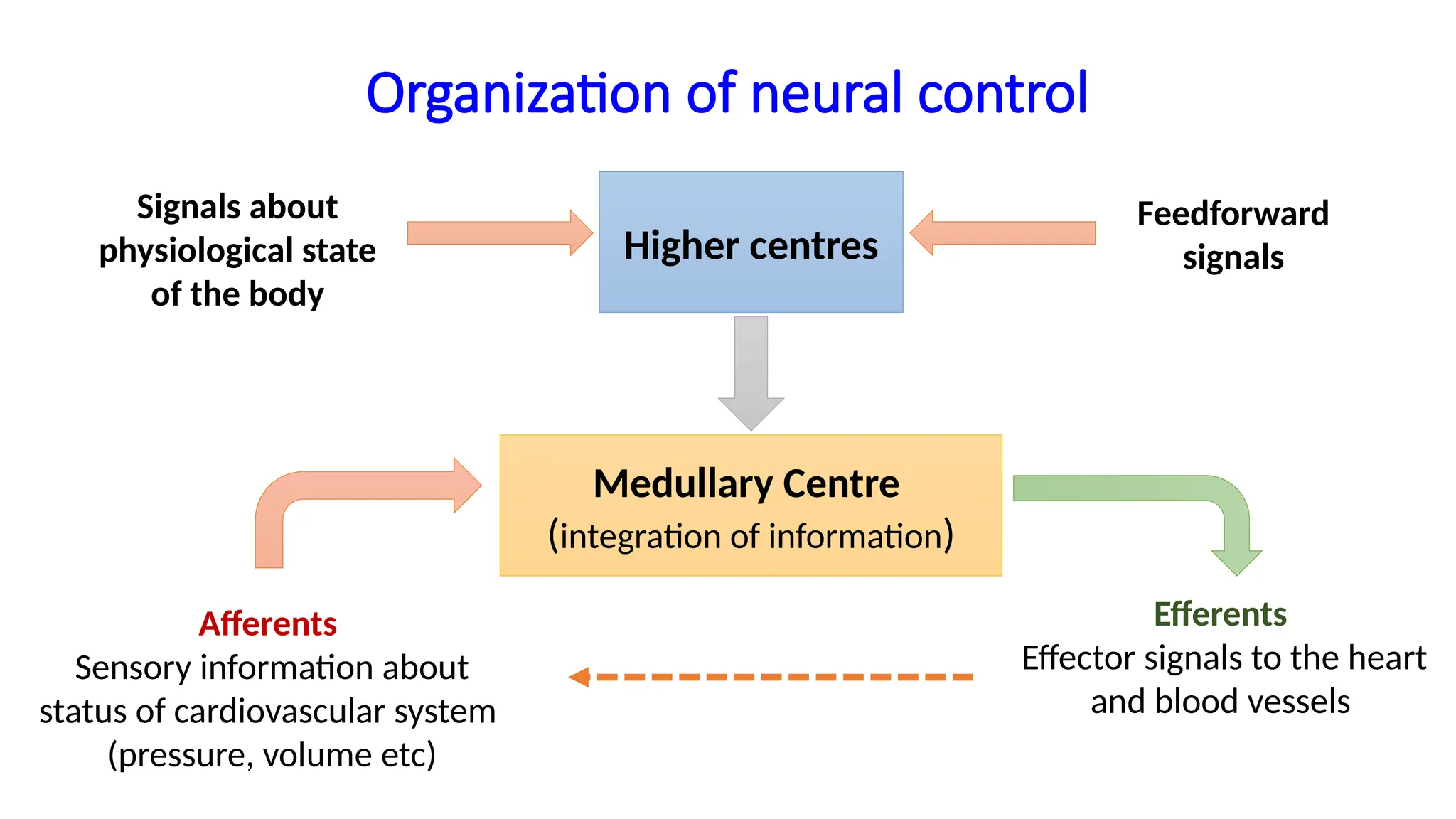 Lecture 8_Neural regulation of cardiac activity and cardiac reflexes.ppsx