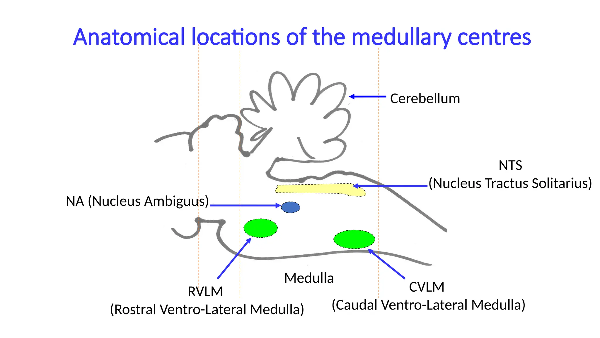 Lecture 8_Neural regulation of cardiac activity and cardiac reflexes.ppsx
