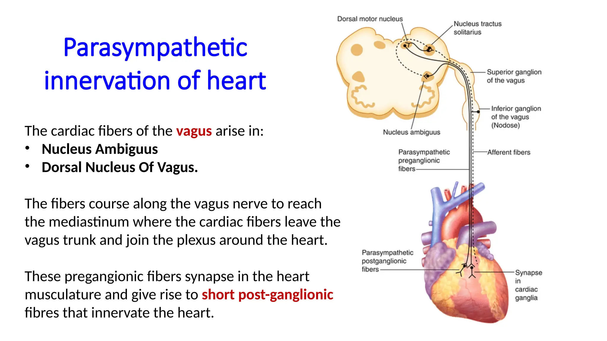Lecture 8_Neural regulation of cardiac activity and cardiac reflexes.ppsx