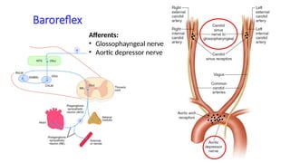 Lecture 8_Neural regulation of cardiac activity and cardiac reflexes.ppsx