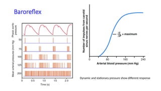 Lecture 8_Neural regulation of cardiac activity and cardiac reflexes.ppsx