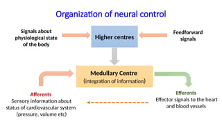 Lecture 8_Neural regulation of cardiac activity and cardiac reflexes.ppsx