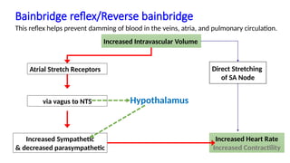 Lecture 8_Neural regulation of cardiac activity and cardiac reflexes.ppsx