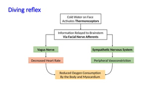 Lecture 8_Neural regulation of cardiac activity and cardiac reflexes.ppsx
