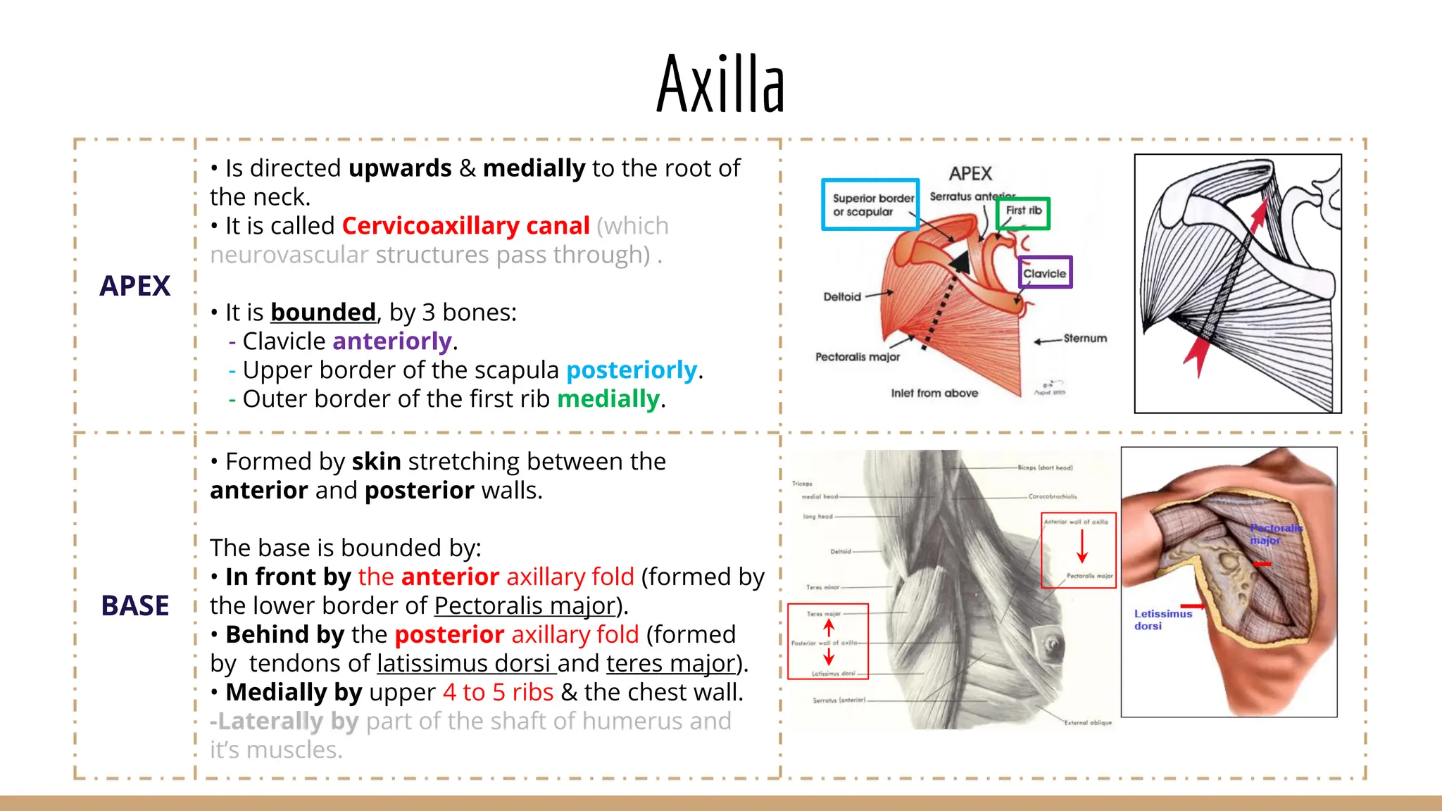 Lecture 8 _ pectoral region and axilla.pdf
