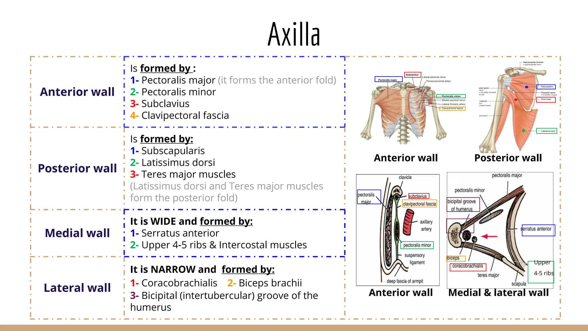 Lecture 8 _ pectoral region and axilla.pdf