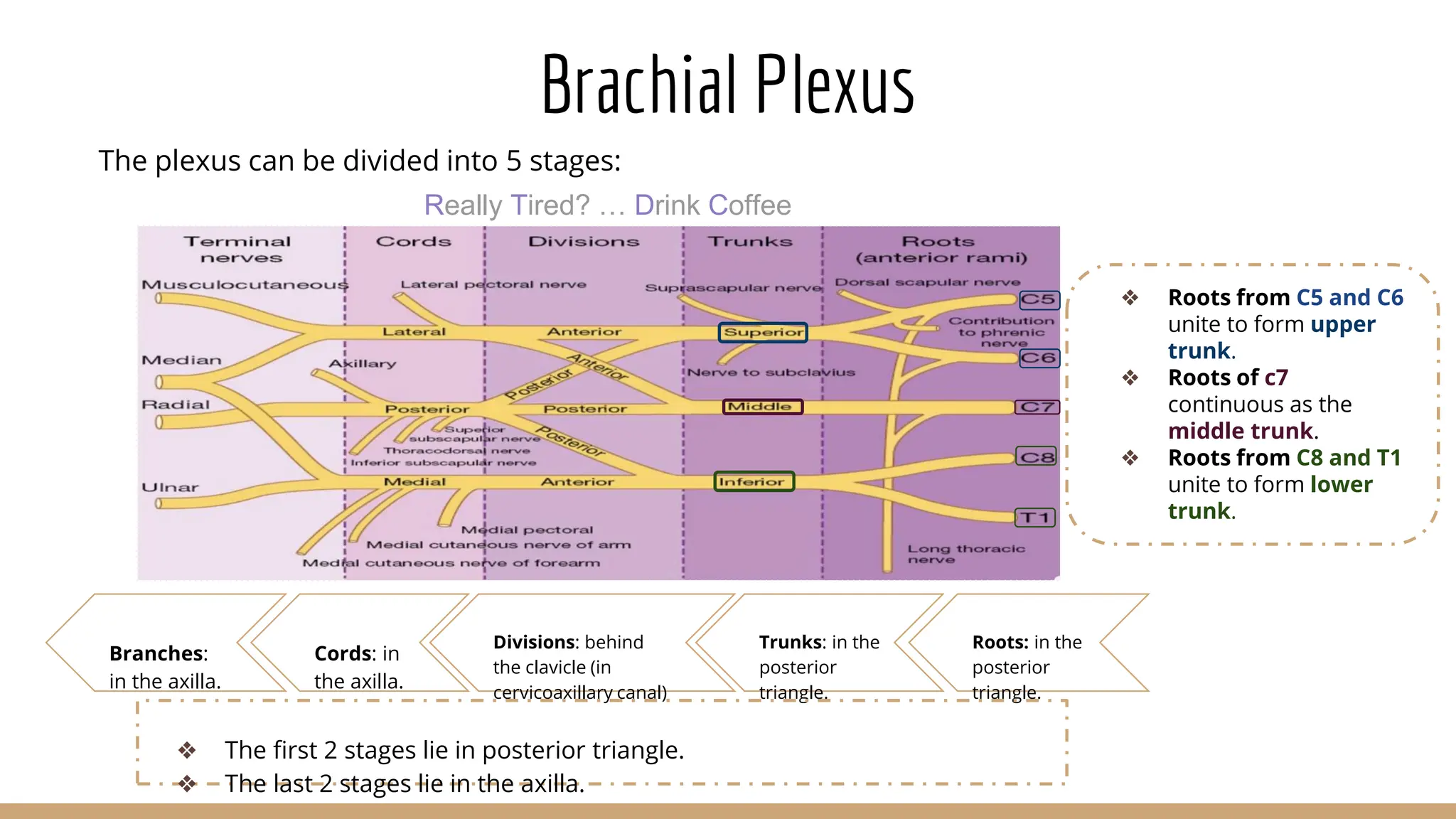 Lecture 8 _ pectoral region and axilla.pdf