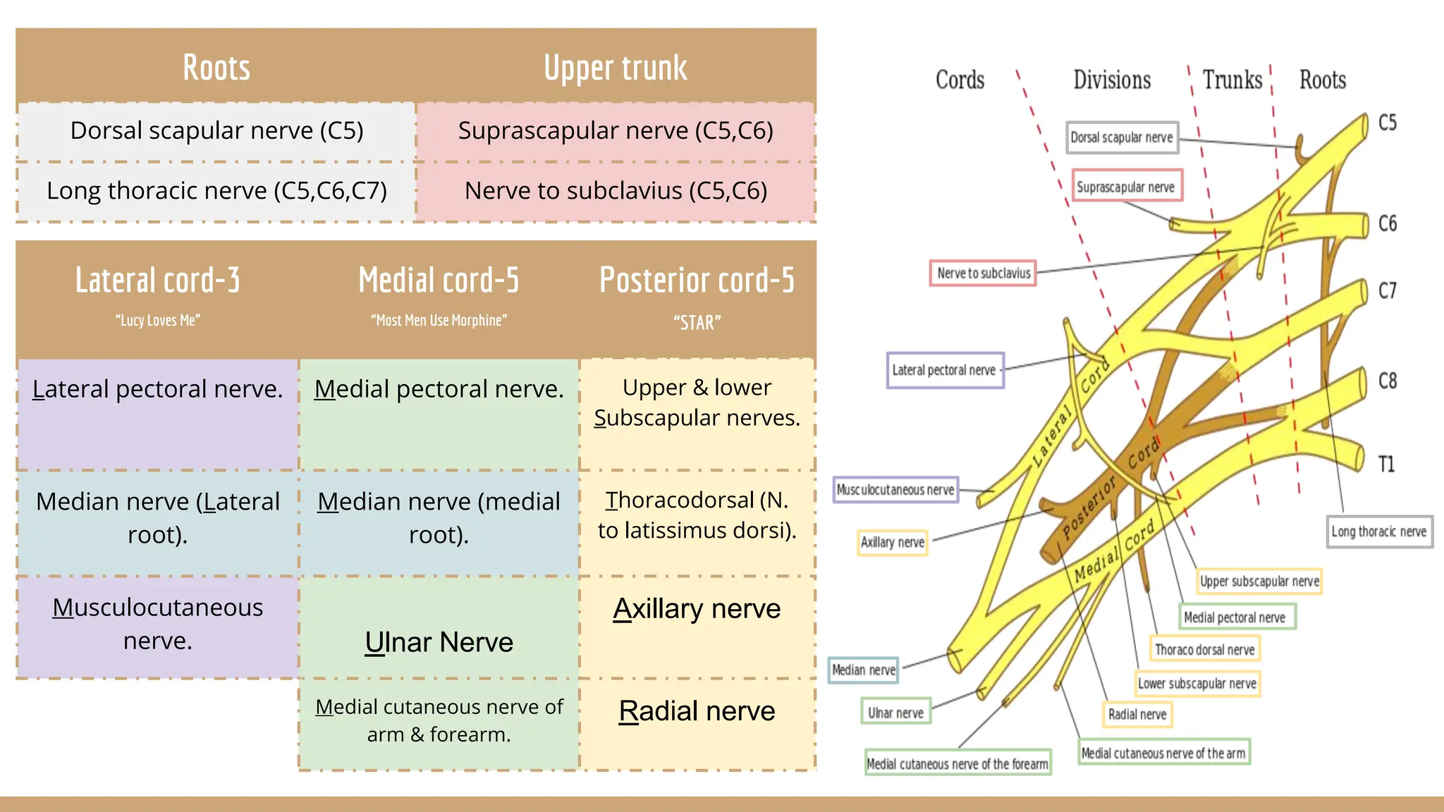 Lecture 8 _ pectoral region and axilla.pdf