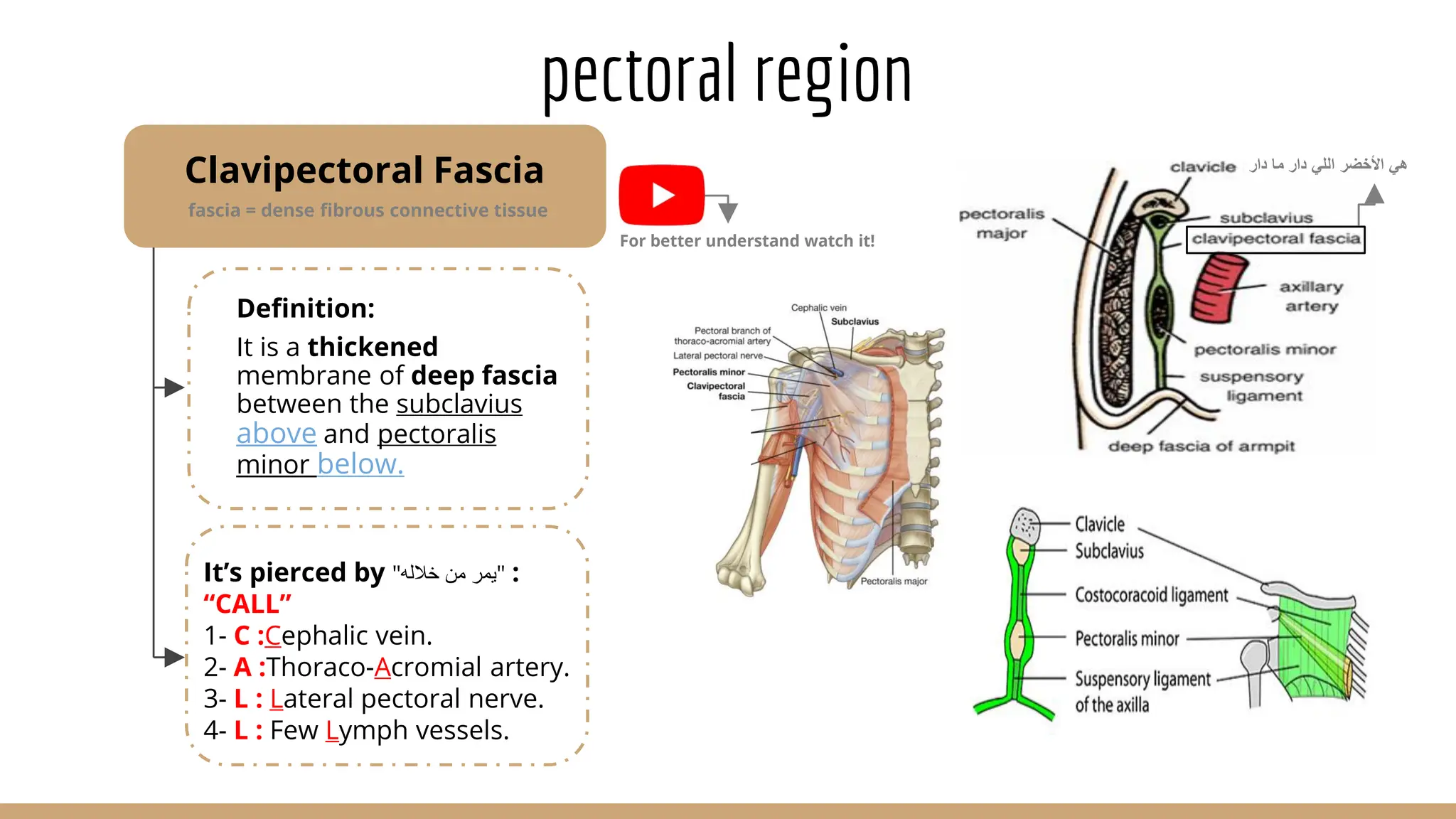 Lecture 8 _ pectoral region and axilla.pdf