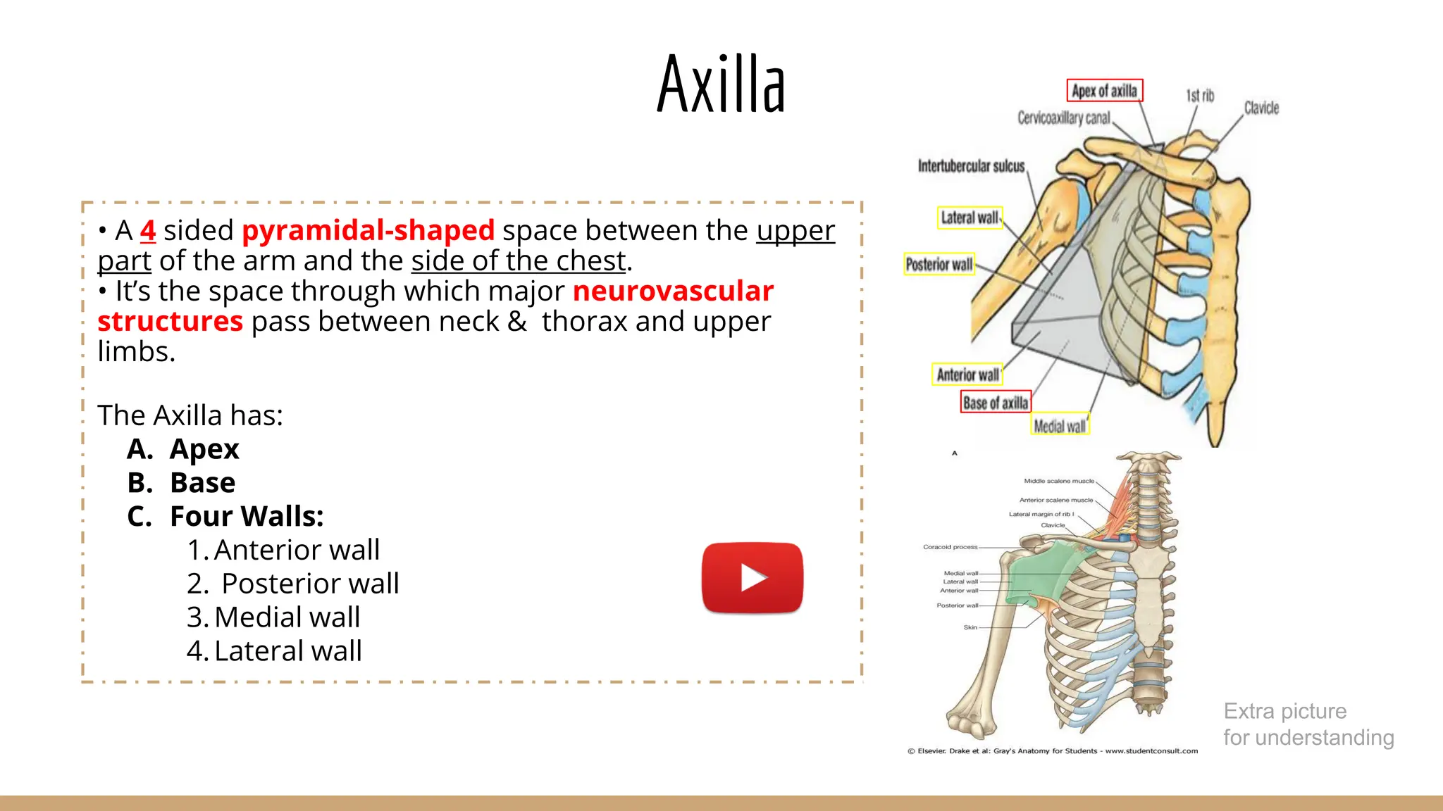 Lecture 8 _ pectoral region and axilla.pdf