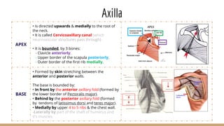 Lecture 8 _ pectoral region and axilla.pdf