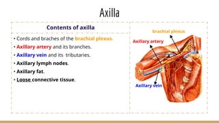 Lecture 8 _ pectoral region and axilla.pdf