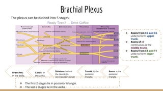 Lecture 8 _ pectoral region and axilla.pdf
