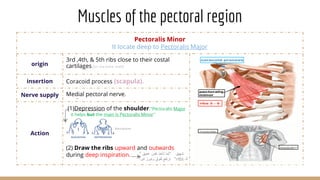 Lecture 8 _ pectoral region and axilla.pdf