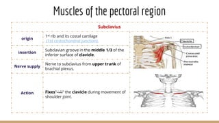 Lecture 8 _ pectoral region and axilla.pdf