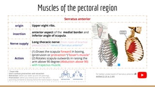Lecture 8 _ pectoral region and axilla.pdf