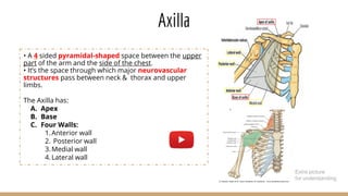 Lecture 8 _ pectoral region and axilla.pdf