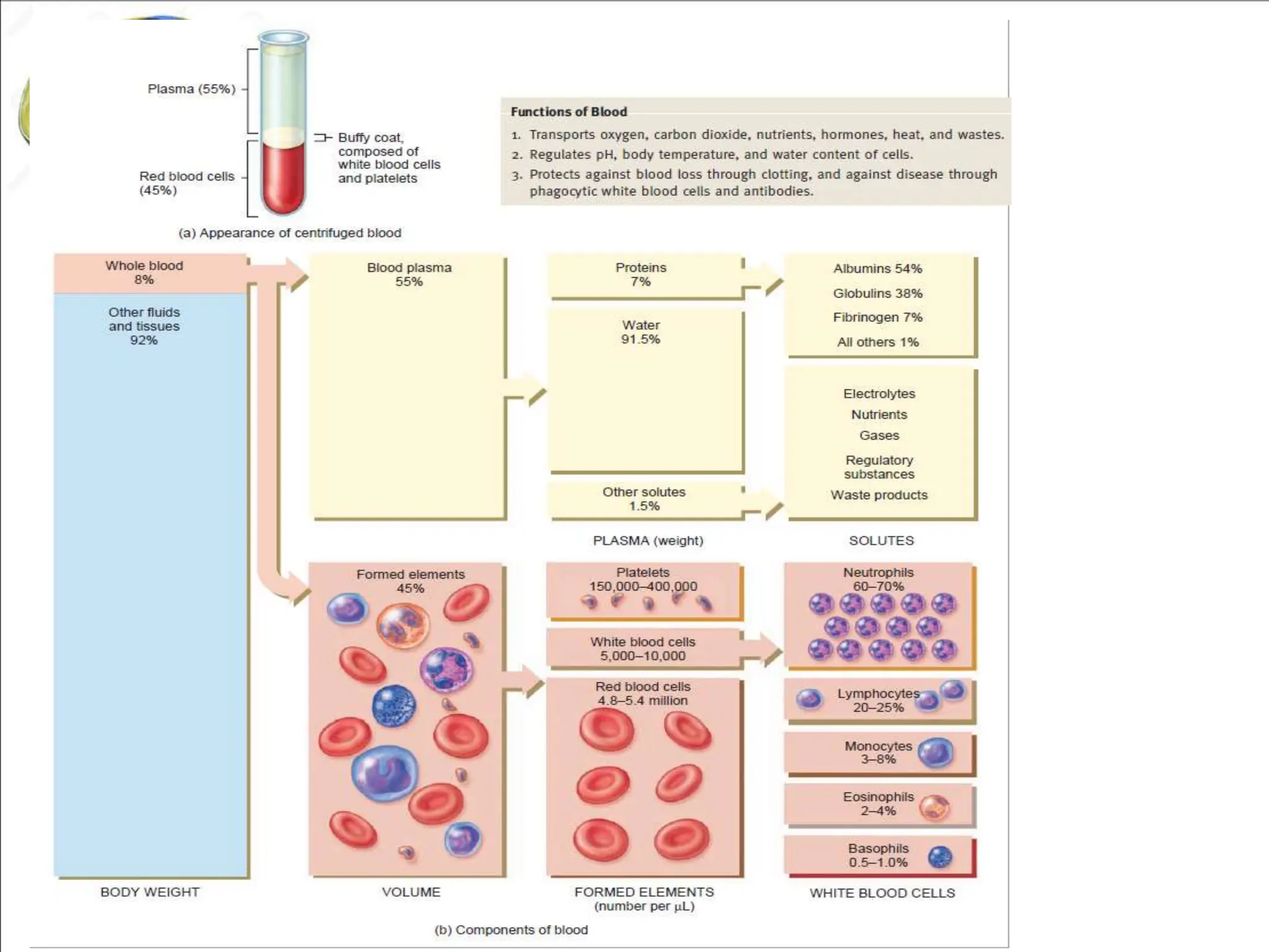 Red blood cells and blood peripheral smear | PPT