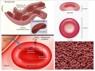 Red blood cells and blood peripheral smear | PPT