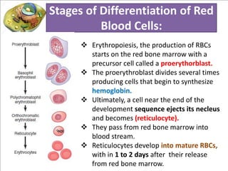 Red blood cells and blood peripheral smear | PPT