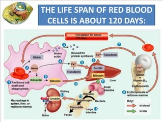 Red blood cells and blood peripheral smear | PPT