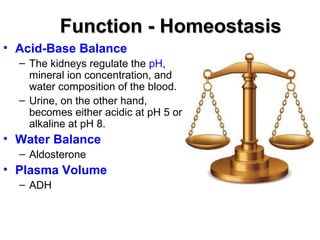 Physiology of kidney‫ | PPT