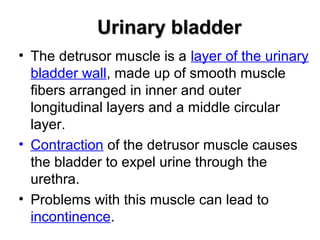 Physiology of kidney‫ | PPT