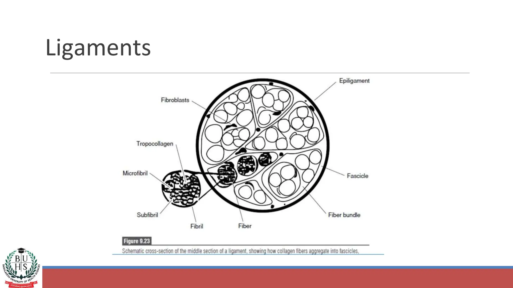 Lecture 8_Soft connective tissue (1).pptx