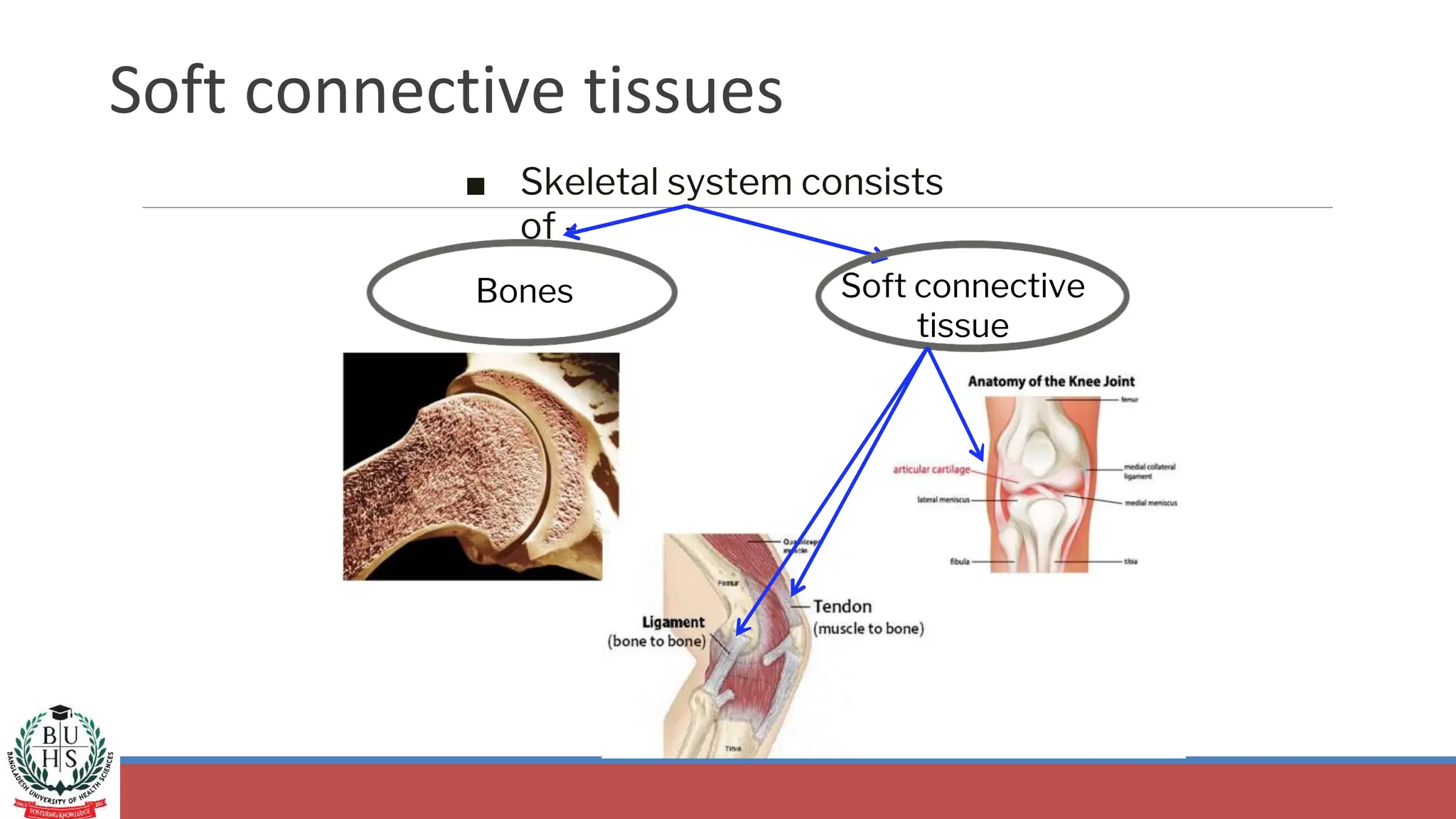 Lecture 8_Soft connective tissue (1).pptx