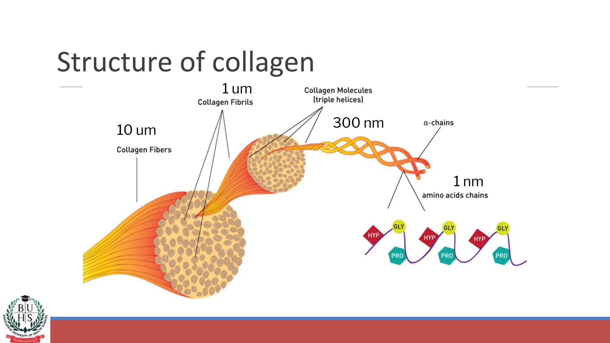 Lecture 8_Soft connective tissue (1).pptx