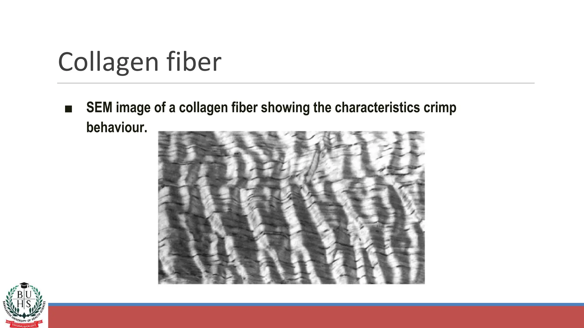 Lecture 8_Soft connective tissue (1).pptx
