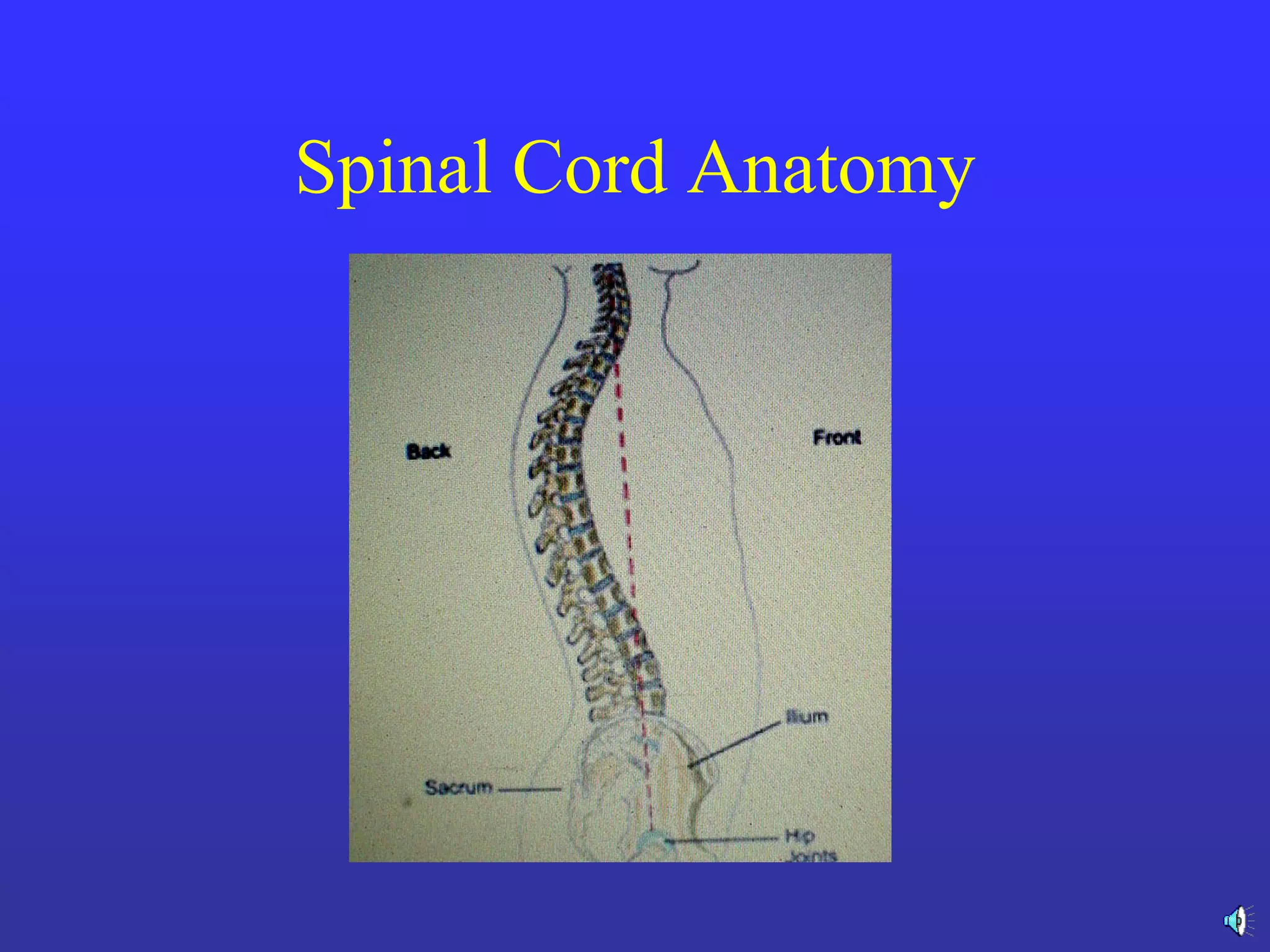 lecture 8 spine and spinal cord injuries.pdf