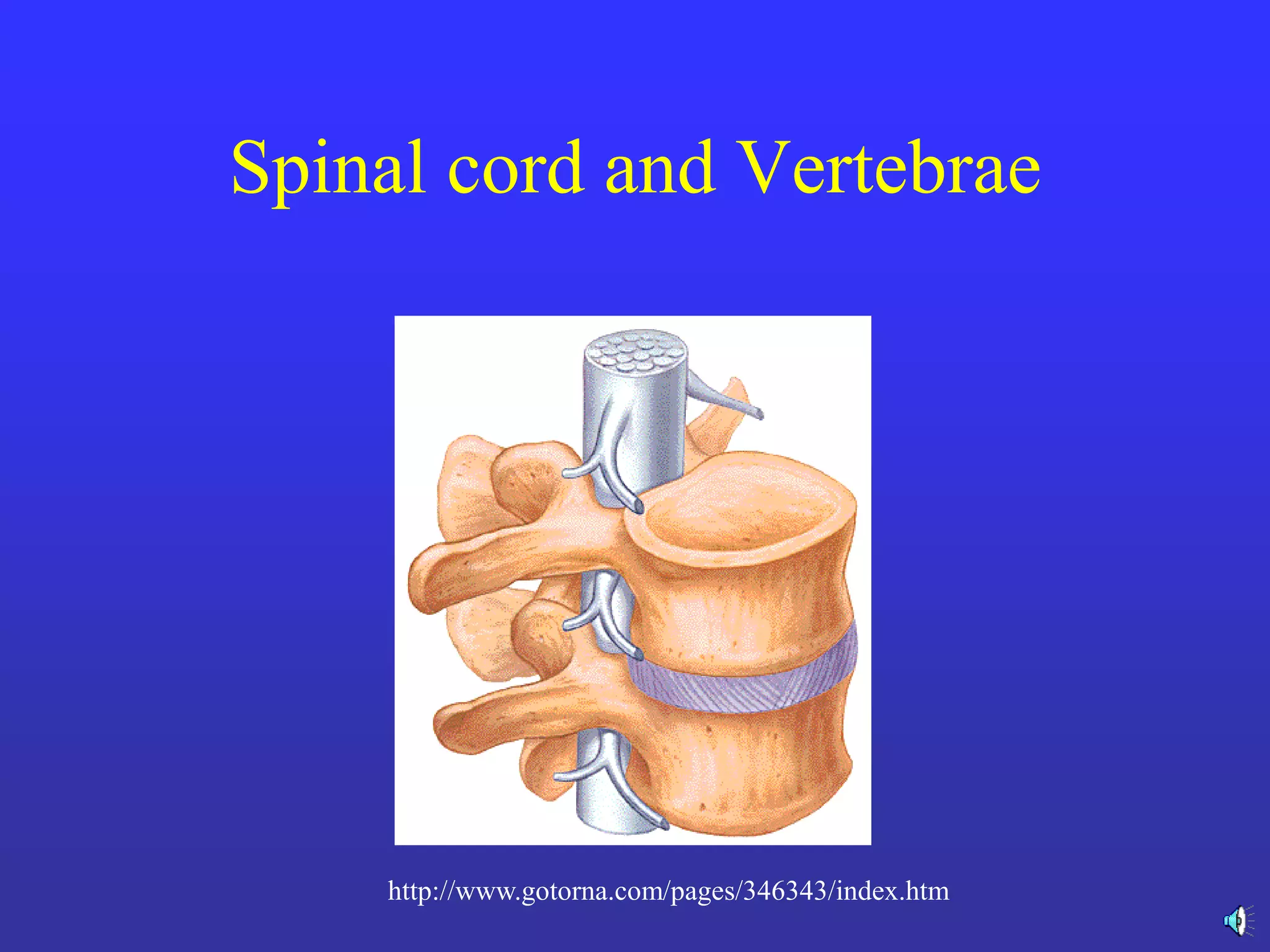 lecture 8 spine and spinal cord injuries.pdf